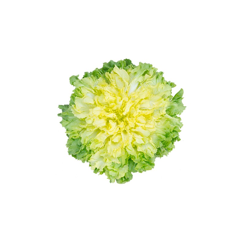 Insalata Verde Invidia Scarola Verdura Fresca Sfusa gr. 500