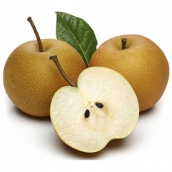 Pere Nashij kg.1 | Ordinale ora su Cicalia