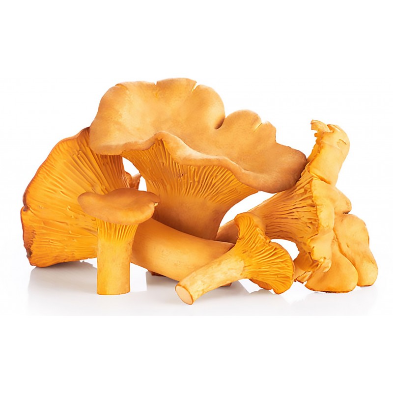 funghi finferli gr. 250